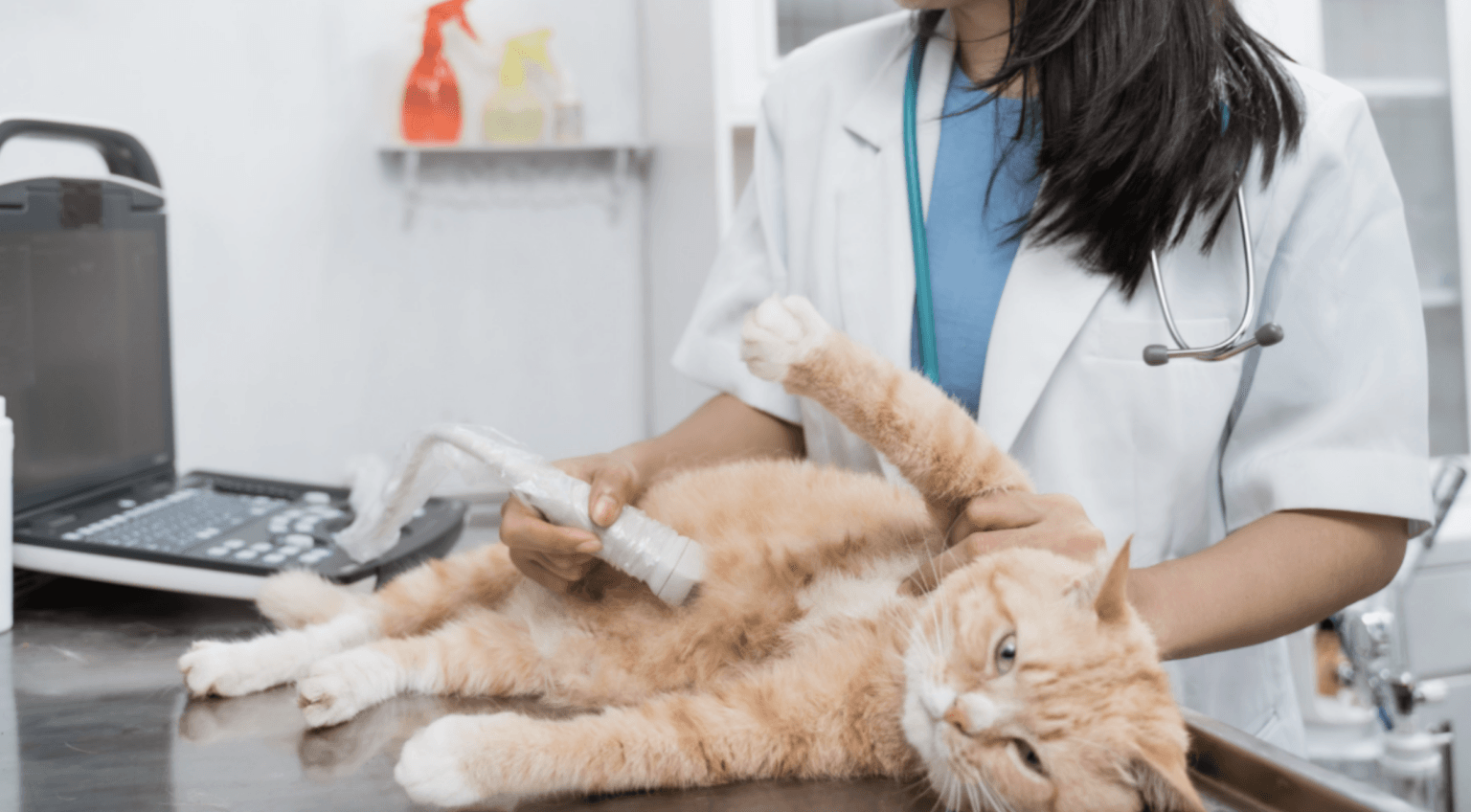 √ Biaya USG Kucing di Puskeswan & Dokter Hewan 2023 – Harga Biaya