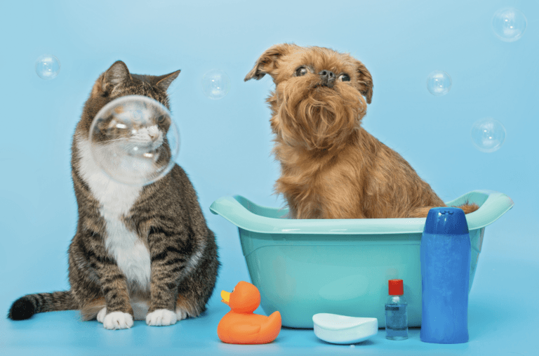 √ Manfaat & Biaya Grooming Kucing Berdasarkan Jenis Layanan – Harga Biaya