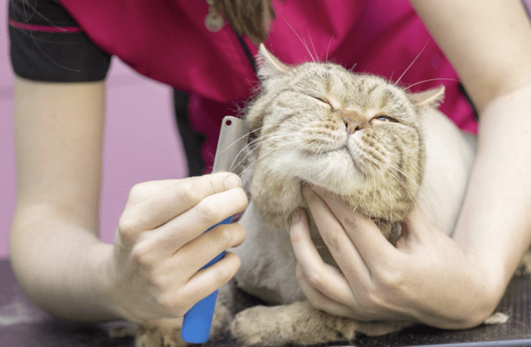 √ Manfaat & Biaya Grooming Kucing Berdasarkan Jenis Layanan – Harga Biaya