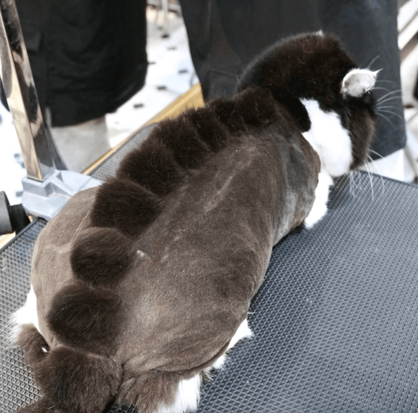 √ Manfaat & Biaya Grooming Kucing Berdasarkan Jenis Layanan – Harga Biaya