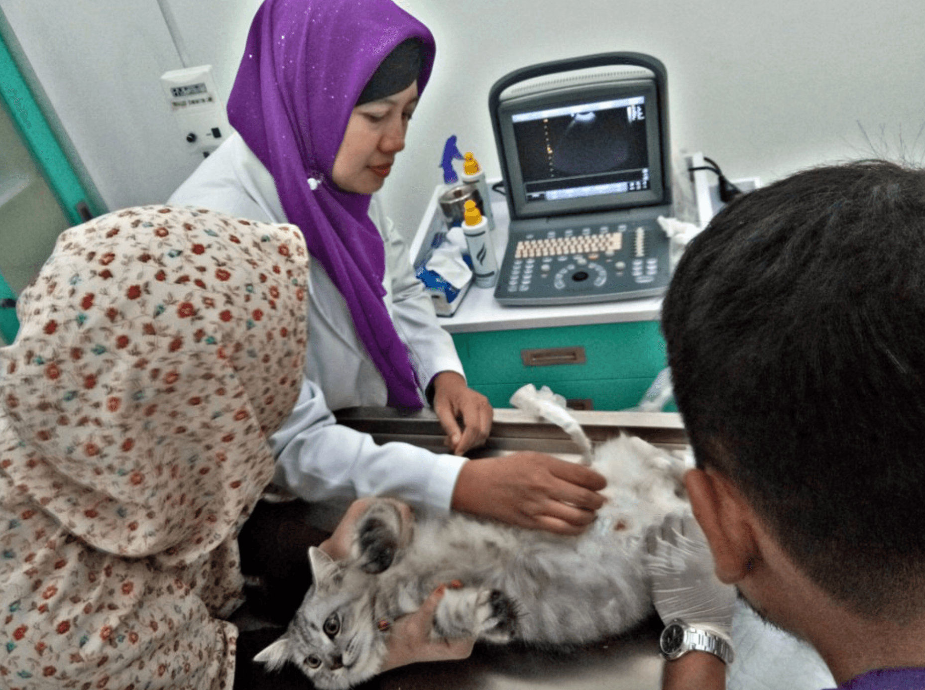 √ Biaya USG Kucing di Puskeswan & Dokter Hewan 2023 – Harga Biaya