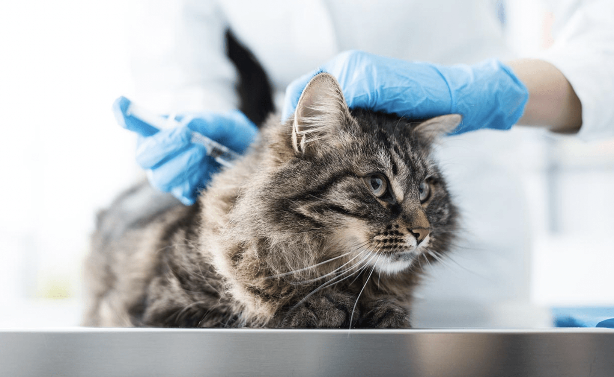 √ 7 Biaya Vaksinasi Kucing (Puskeswan, Klinik, Dokter Hewan) – Harga Biaya